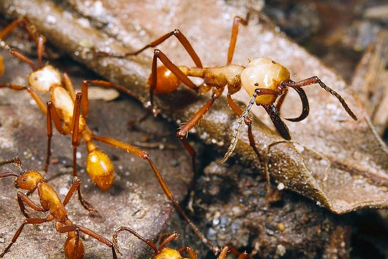 Army ants engineer living bridges! – Earth Times