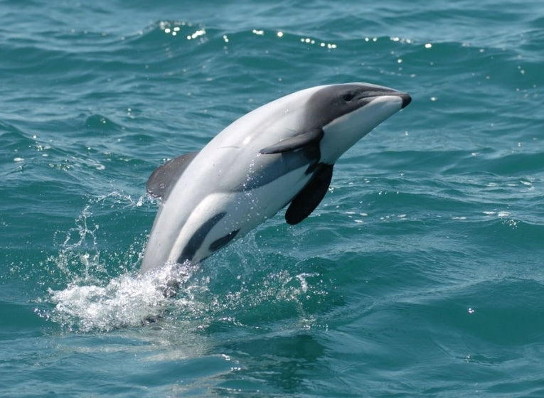 Dolphin in deadly race to survive – Earth Times