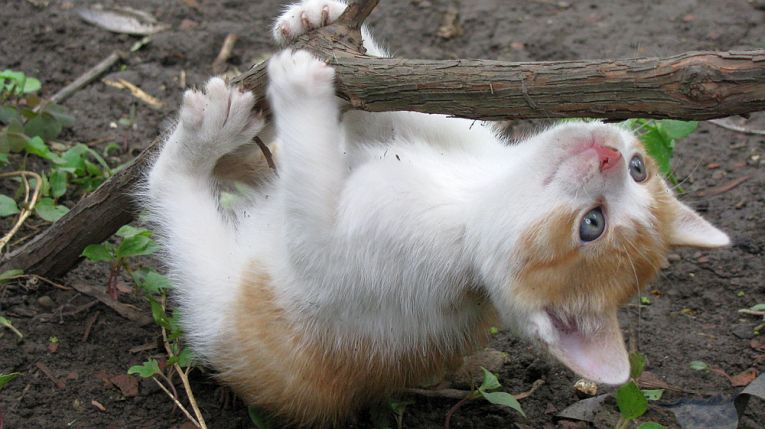 Cats spread parasites (and destroy wildlife.) – Earth Times
