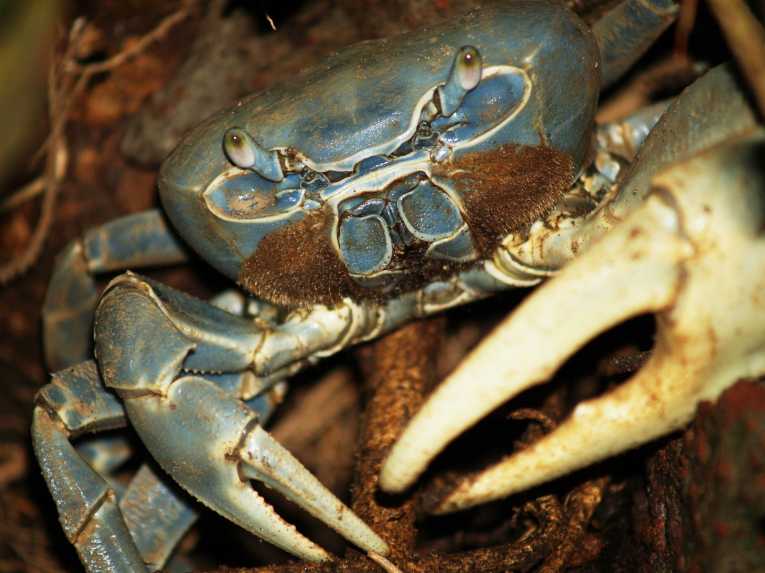 Large carnivorous Hawaiian crab driven to extinction by first arrivals ...