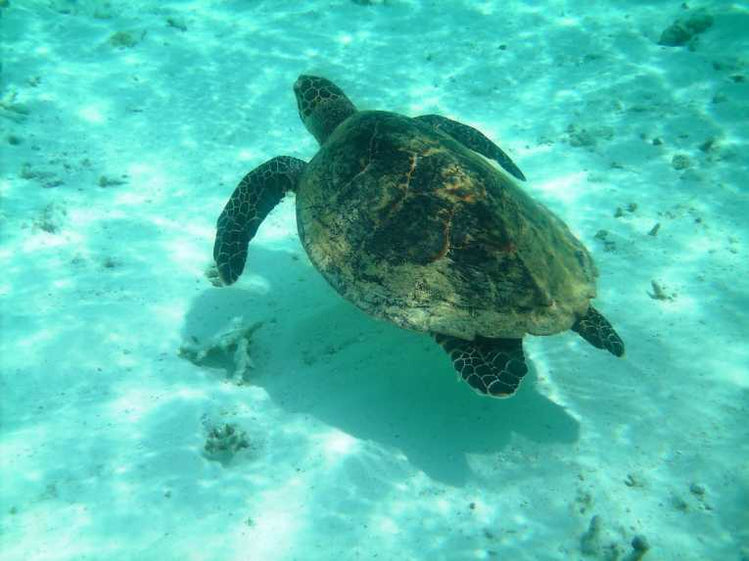 The Sea Turtle Conservancy Presents: The magnificent meanderings of Li ...